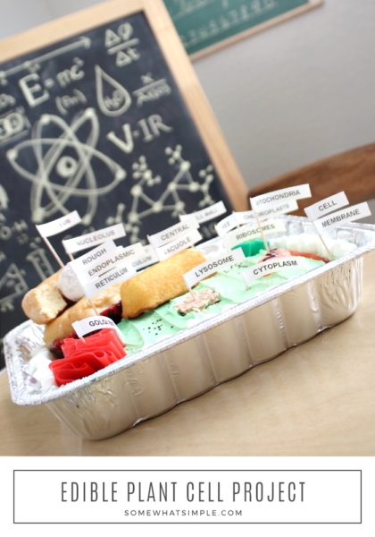 Edible Plant Cell Model Cake (+ Labels) - Somewhat Simple