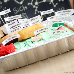 Edible Plant Cell Model Cake (+ Labels) - Somewhat Simple