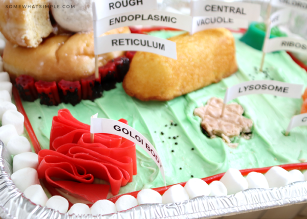 Edible Plant Cell Model Cake (+ Labels) - Somewhat Simple