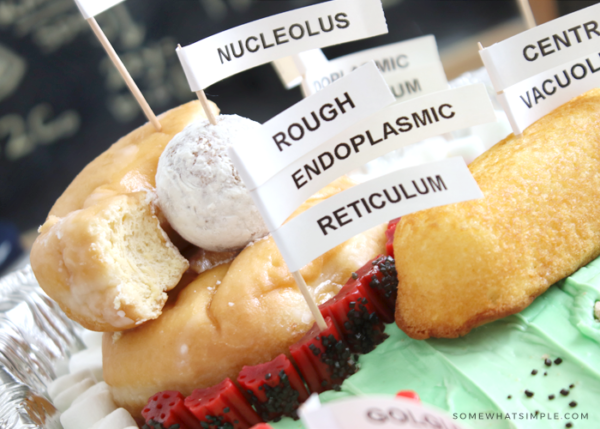 Edible Plant Cell Model Cake (+ Labels) - Somewhat Simple